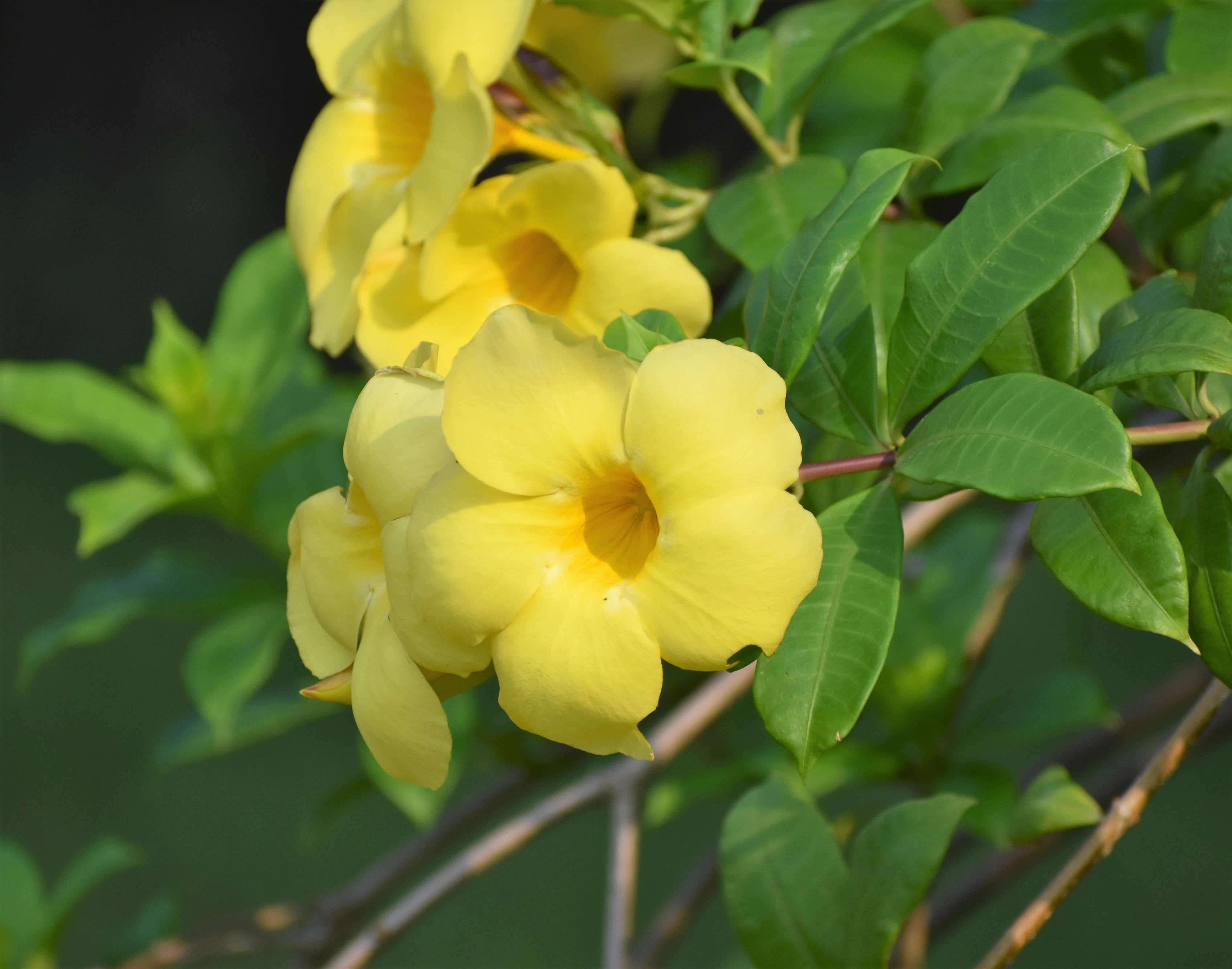 Allamanda – E&J BLOOMTECH LTD